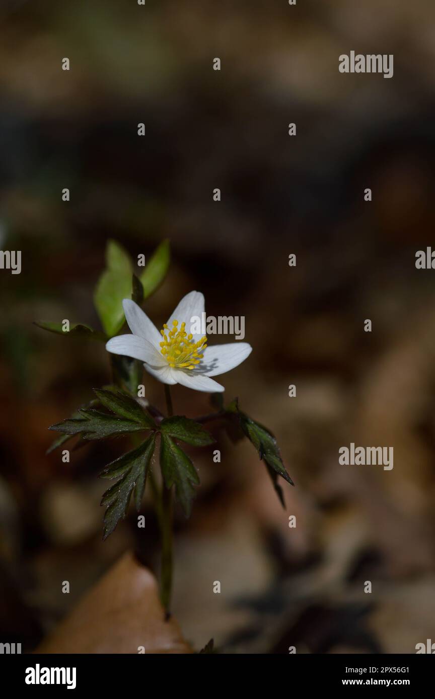 Wood anemone, early spring white wildflower in nature. Small white ...