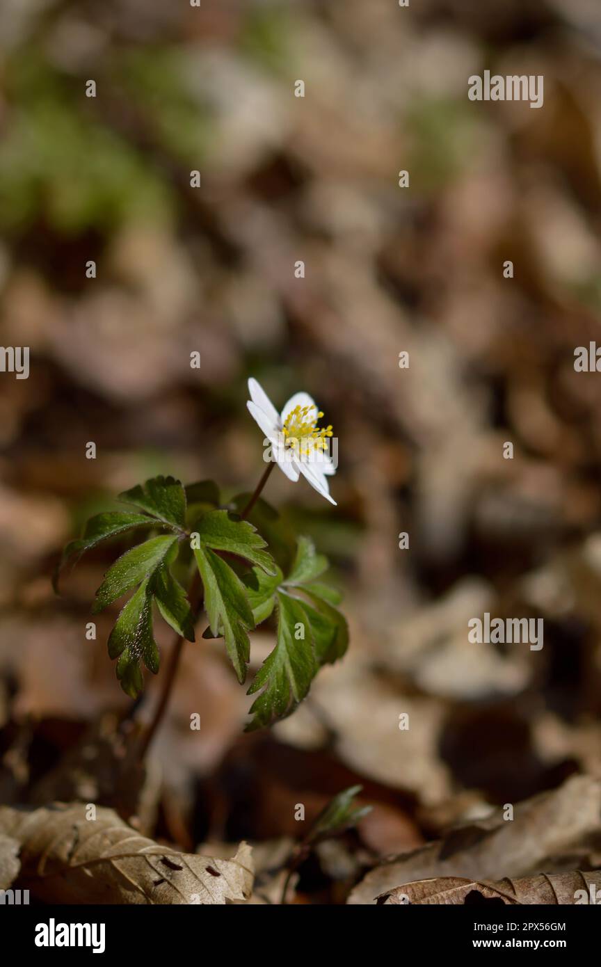 Wood anemone, early spring white wildflower in nature. Small white ...