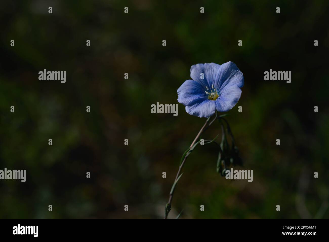 Blue spring flower in nature, close up flower head, natural green ...