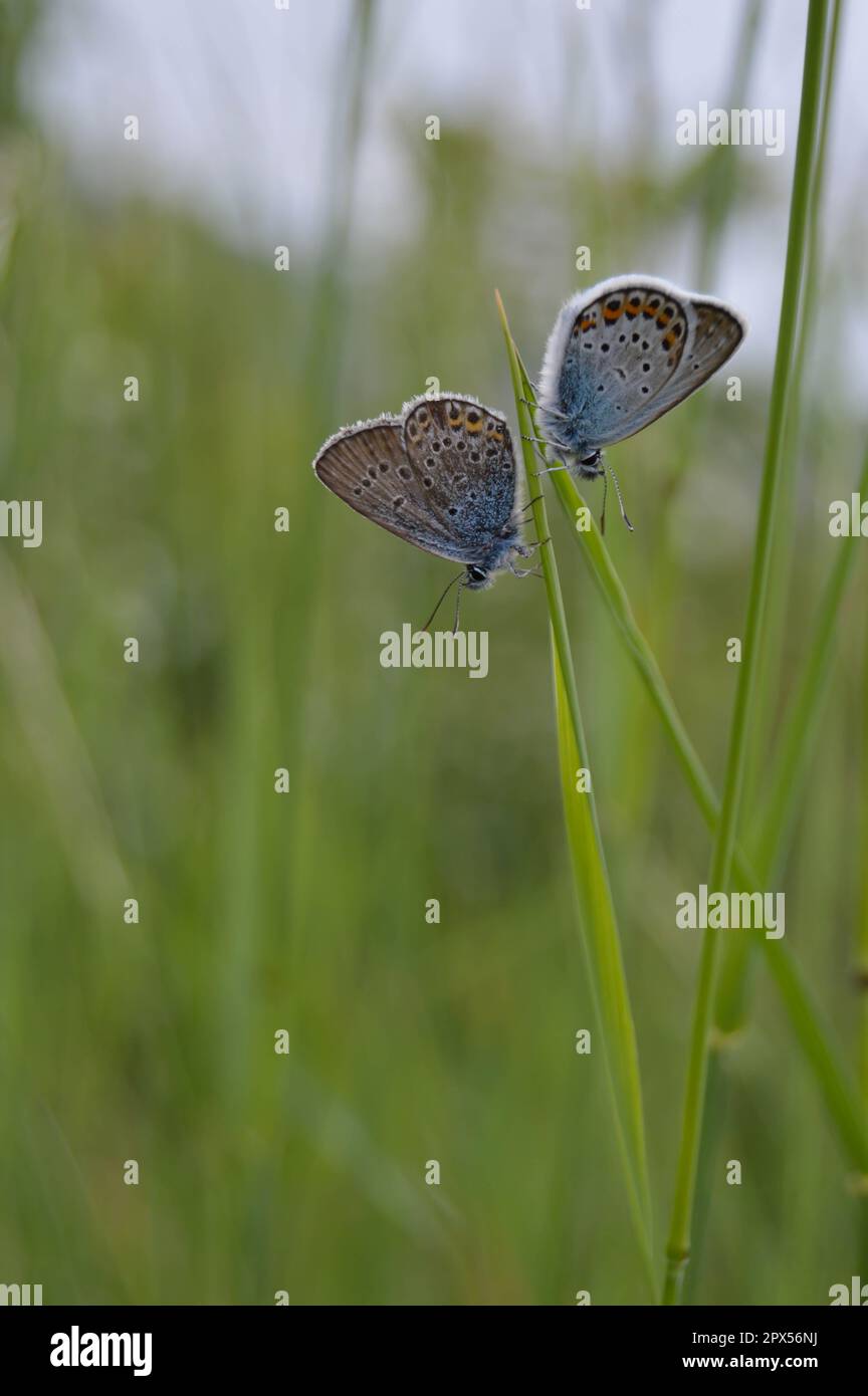 Two blue butterflies on a plant in nature, in a pair, underide visible ...