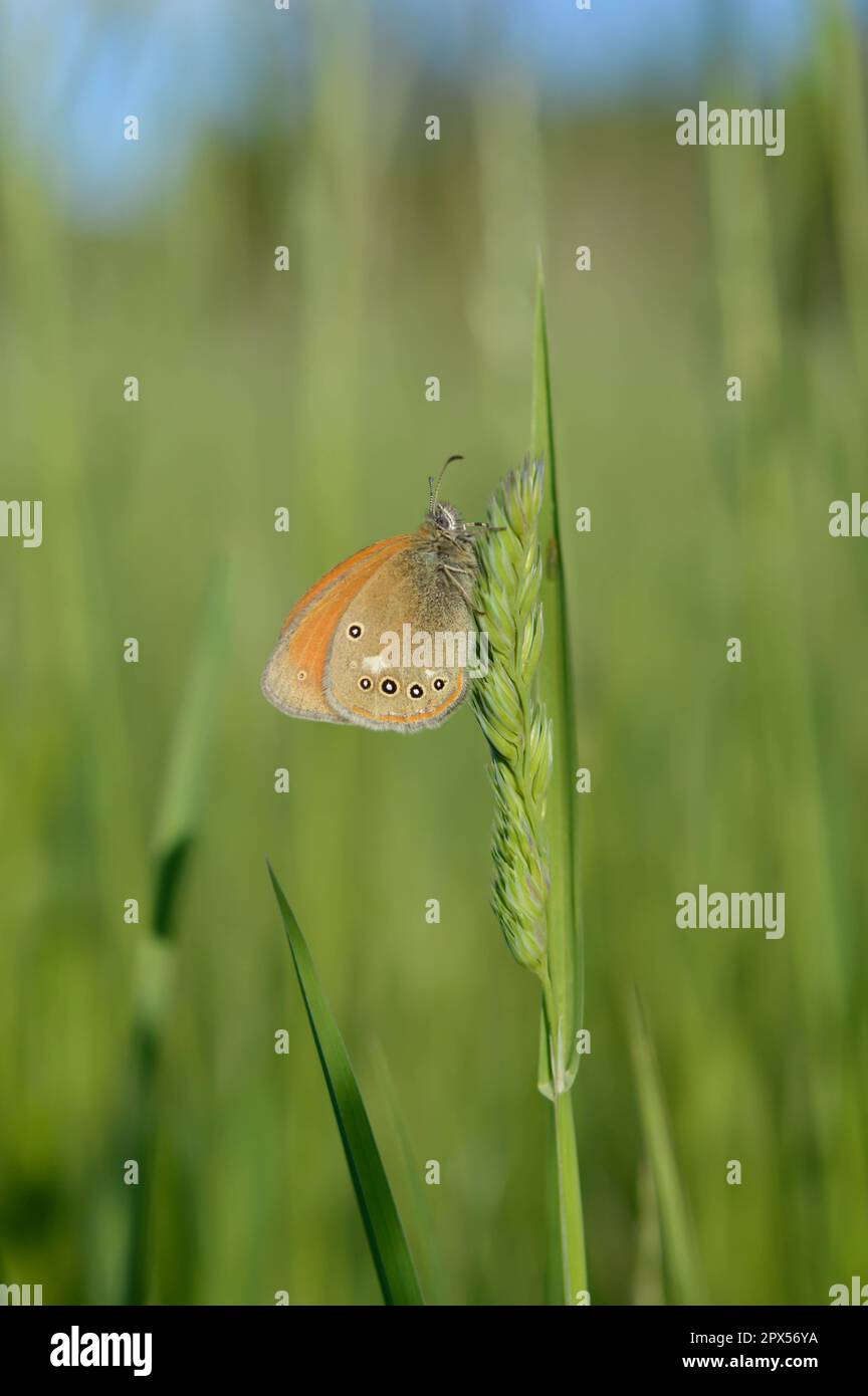 Small heath (Coenonympha pamphilus) butterfly on a plant, green meadow ...