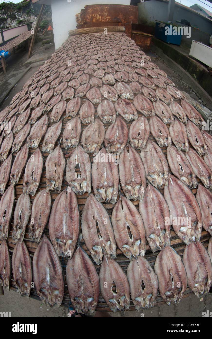 Fish drying at fIsh market, Banda Neira, Moluccas, Banda Sea, Indonesia ...