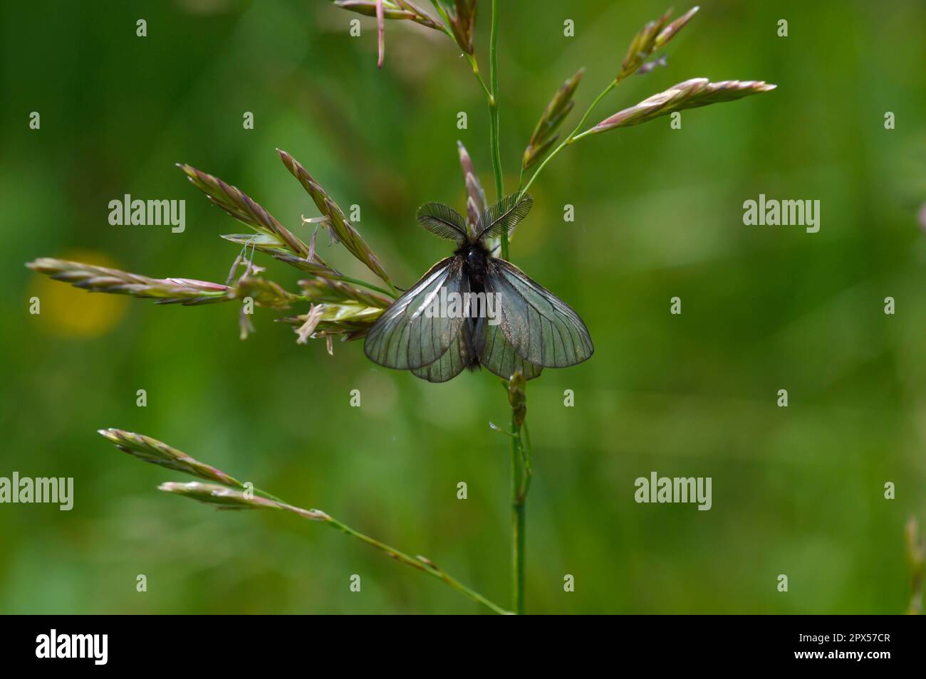 Small moth insect in the grass, sparkly wings, early spring insects ...