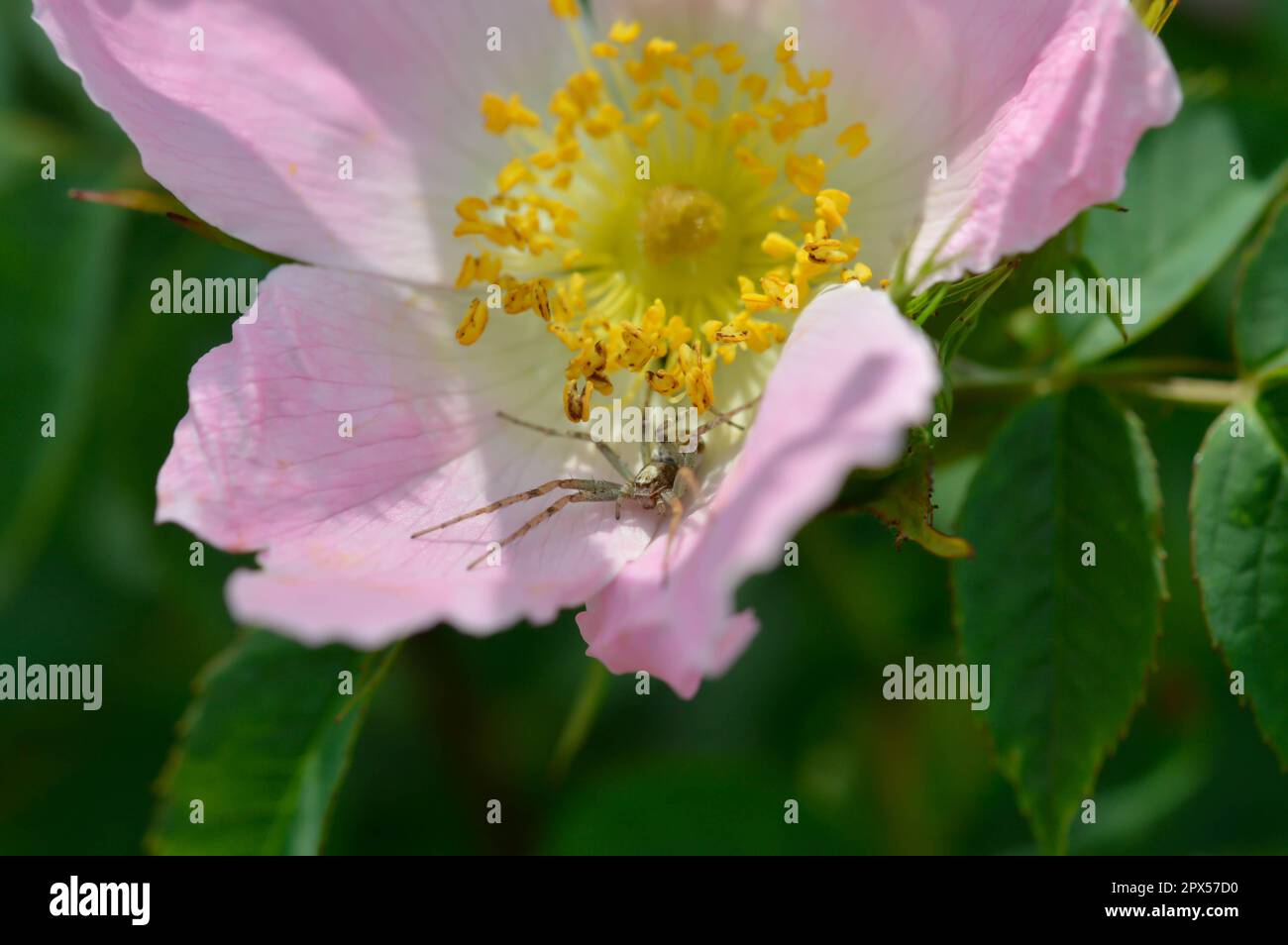 Dog rose with a spider, in nature close up, flower head and big spider ...