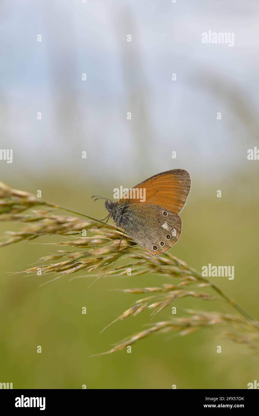 Chestnut heath butterfly in nature close up, macro, orange and grey ...