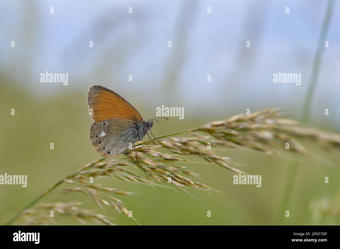 Chestnut heath butterfly in nature close up, macro, orange and grey ...