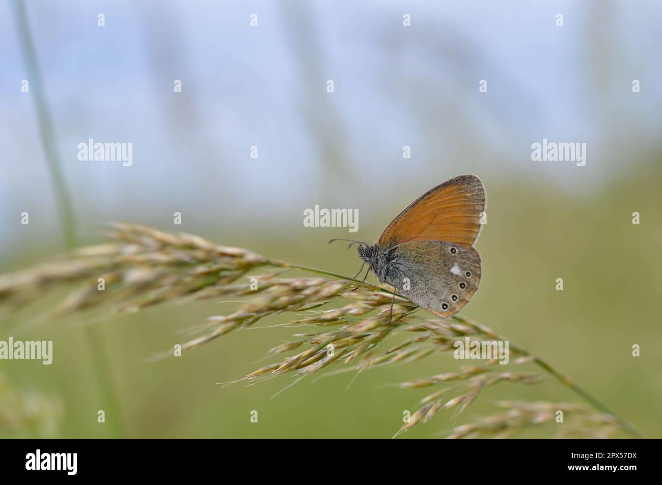 Chestnut heath butterfly in nature close up, macro, orange and grey ...