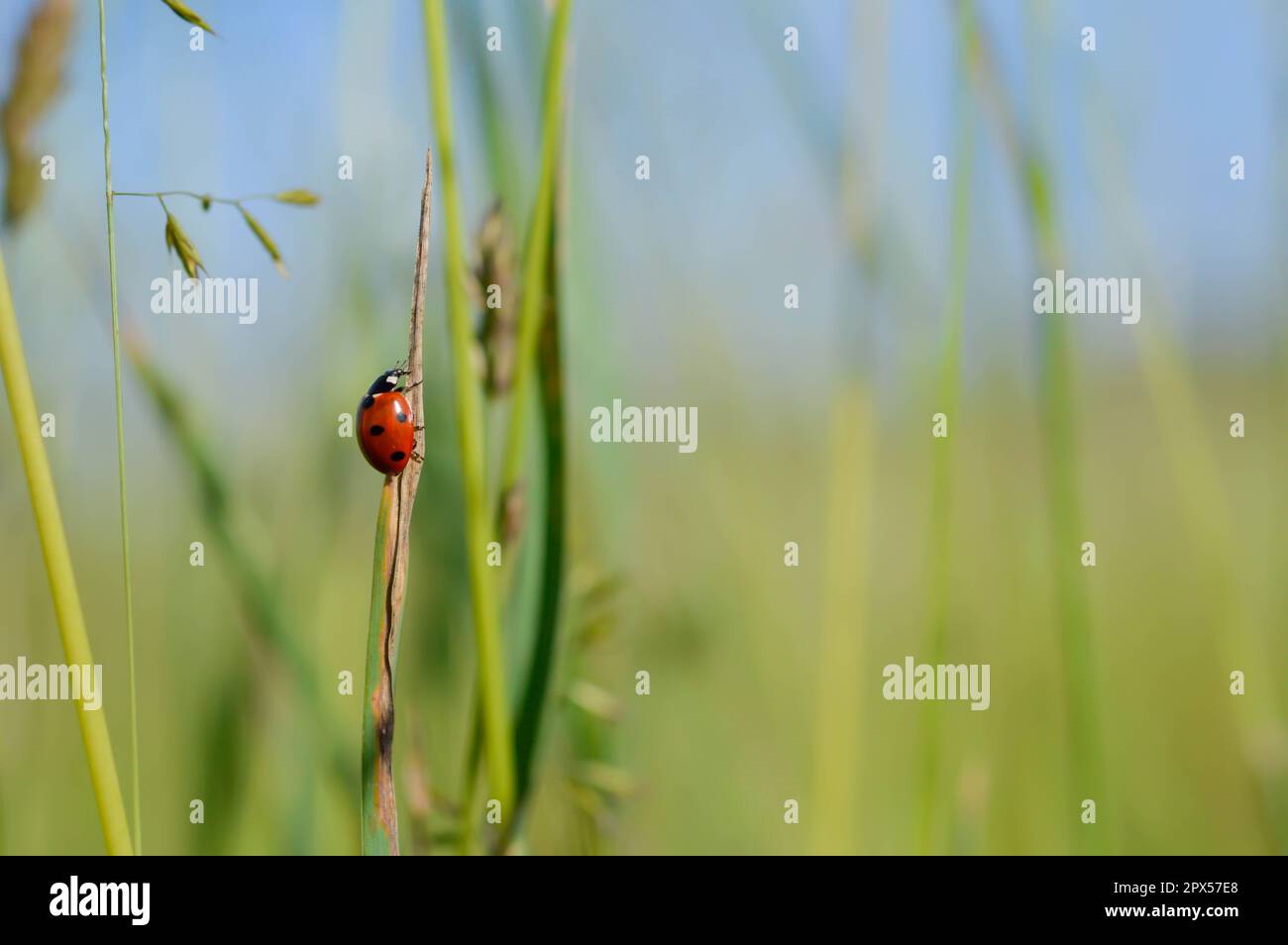 Ladybug on a plant in natural environment, small red bug with black ...