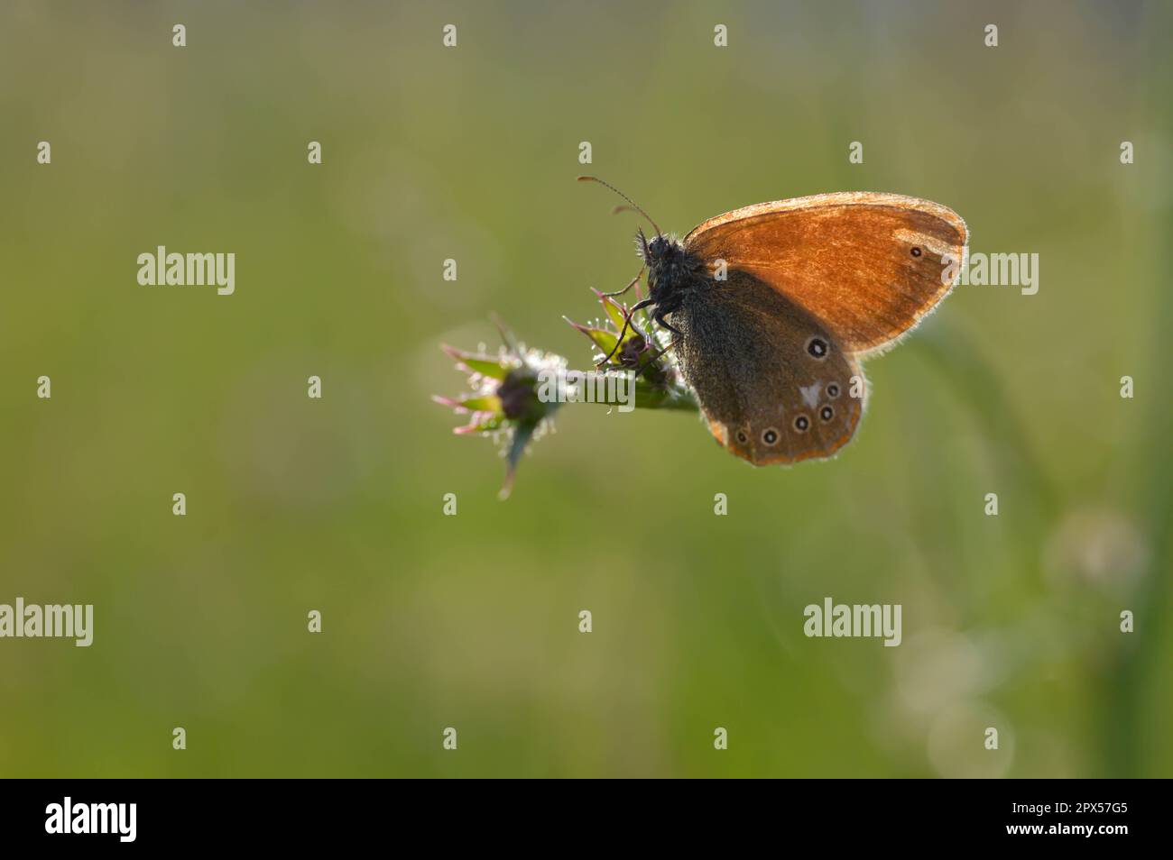 Chestnut heath butterfly in nature close up, macro, orange and grey ...