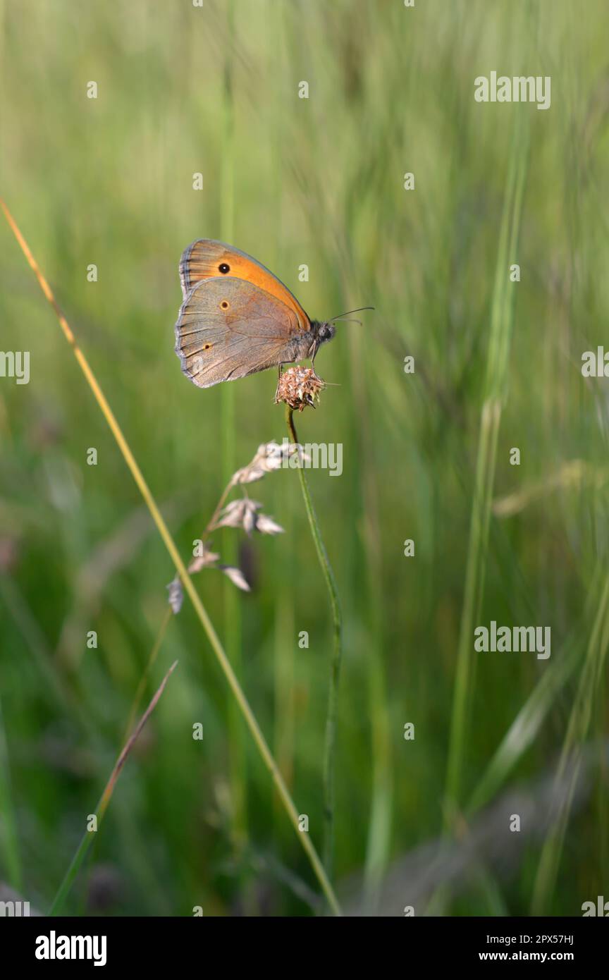 Large heath butterfly on a plant, green meadow background, orange and ...