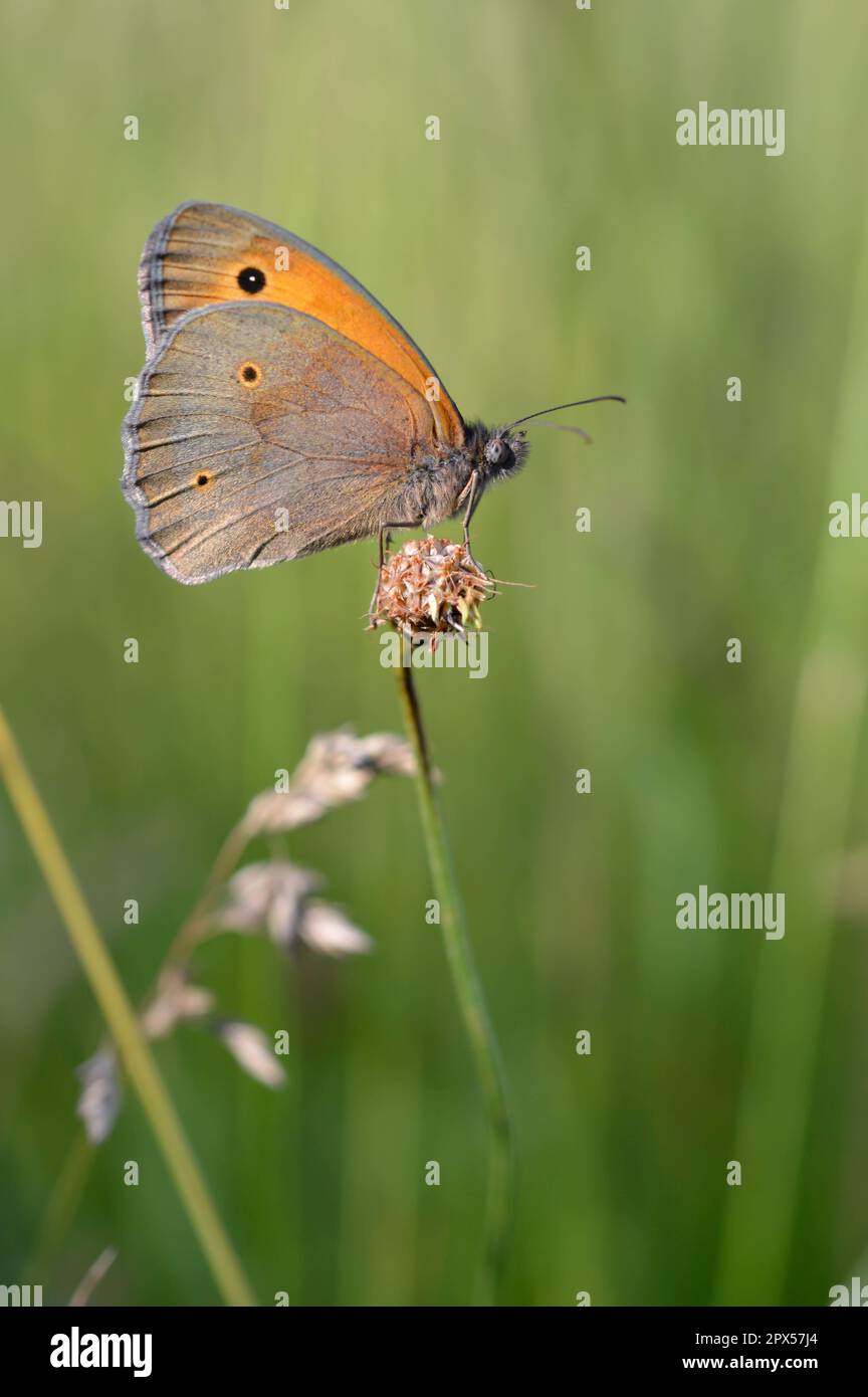 Large heath butterfly on a plant, green meadow background, orange and ...