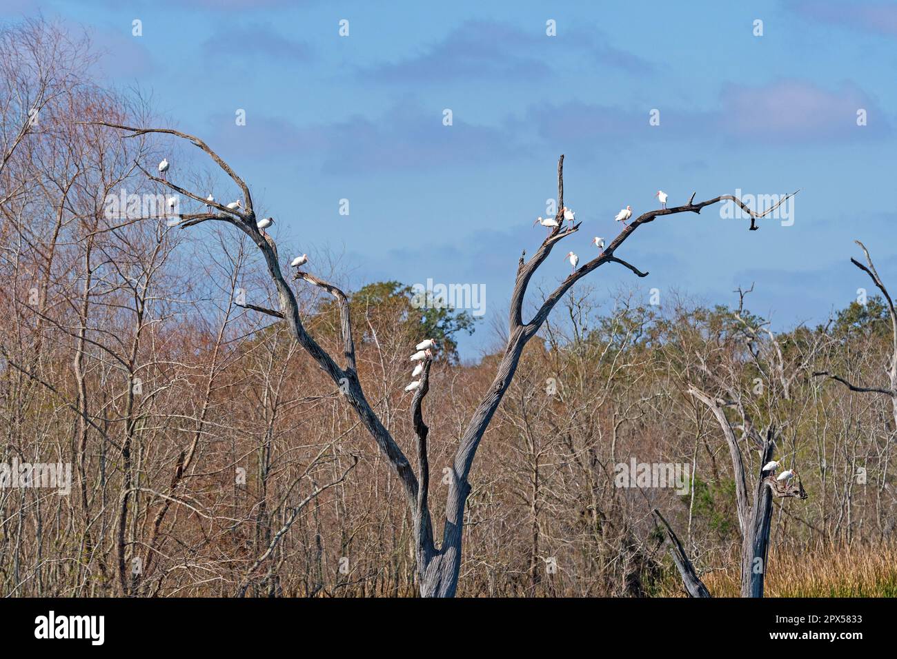 A Flock of White Ibis in a Dead Tree in Brazos Bend State Park in Texas ...