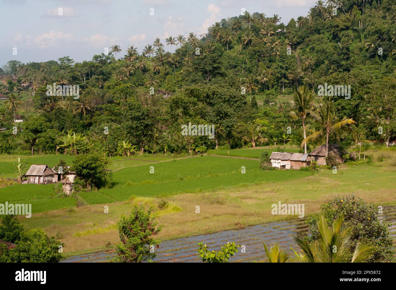 View of padi fields, Surya Shanti Villa, Sidemen, Karangasem, Bali ...