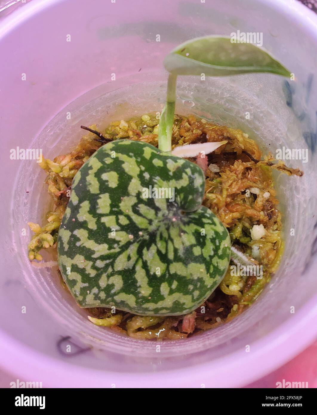 Snake scales hi-res stock photography and images - Alamy