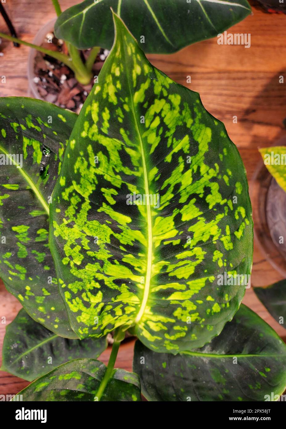 Close up of the beautiful pattern on Dieffenbachia Reflector leaf, a ...