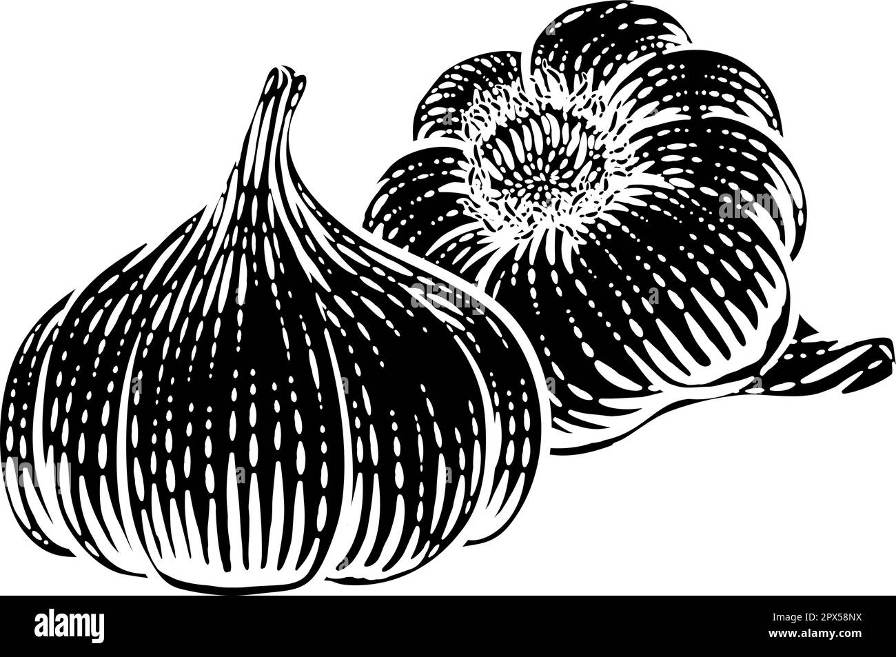 Garlic Vegetable Vintage Woodcut Illustration Stock Vector Image & Art ...