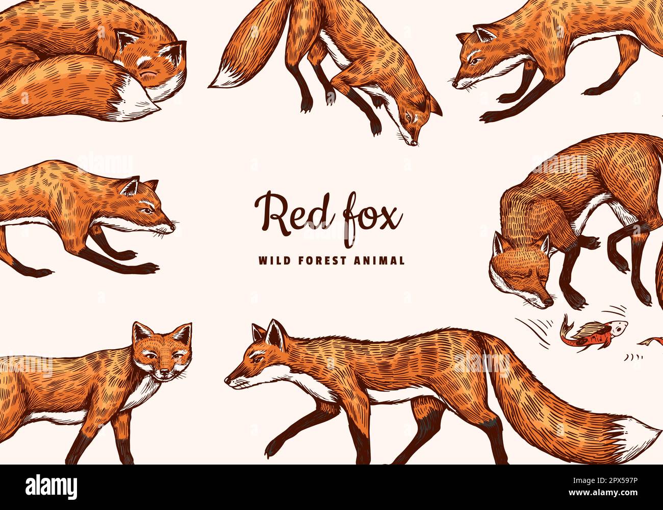 Wild red fox poster or banner. Forest ginger animal flying and jumping ...