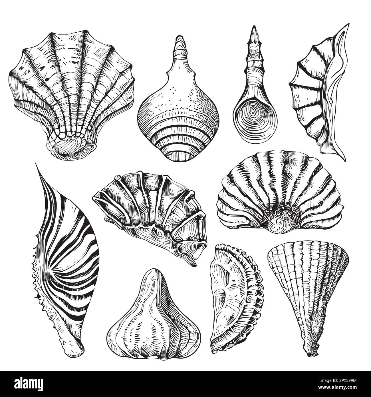 Seashell set hand drawn sketch illustration Sea animals Stock Vector ...