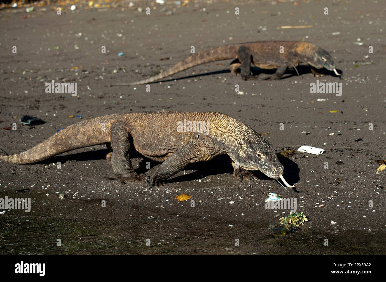 Komodo Dragons, Varanus komodoensis, pair walking on beach, Horseshoe ...
