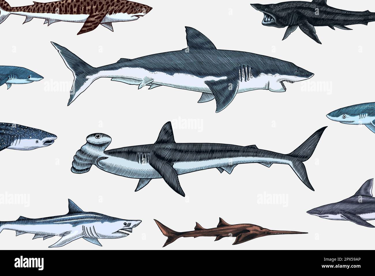 Sharks set.Great white shark, Sixgill sawshark. Basking Sand Tiger Hammerhead Thresher Atlantic ...