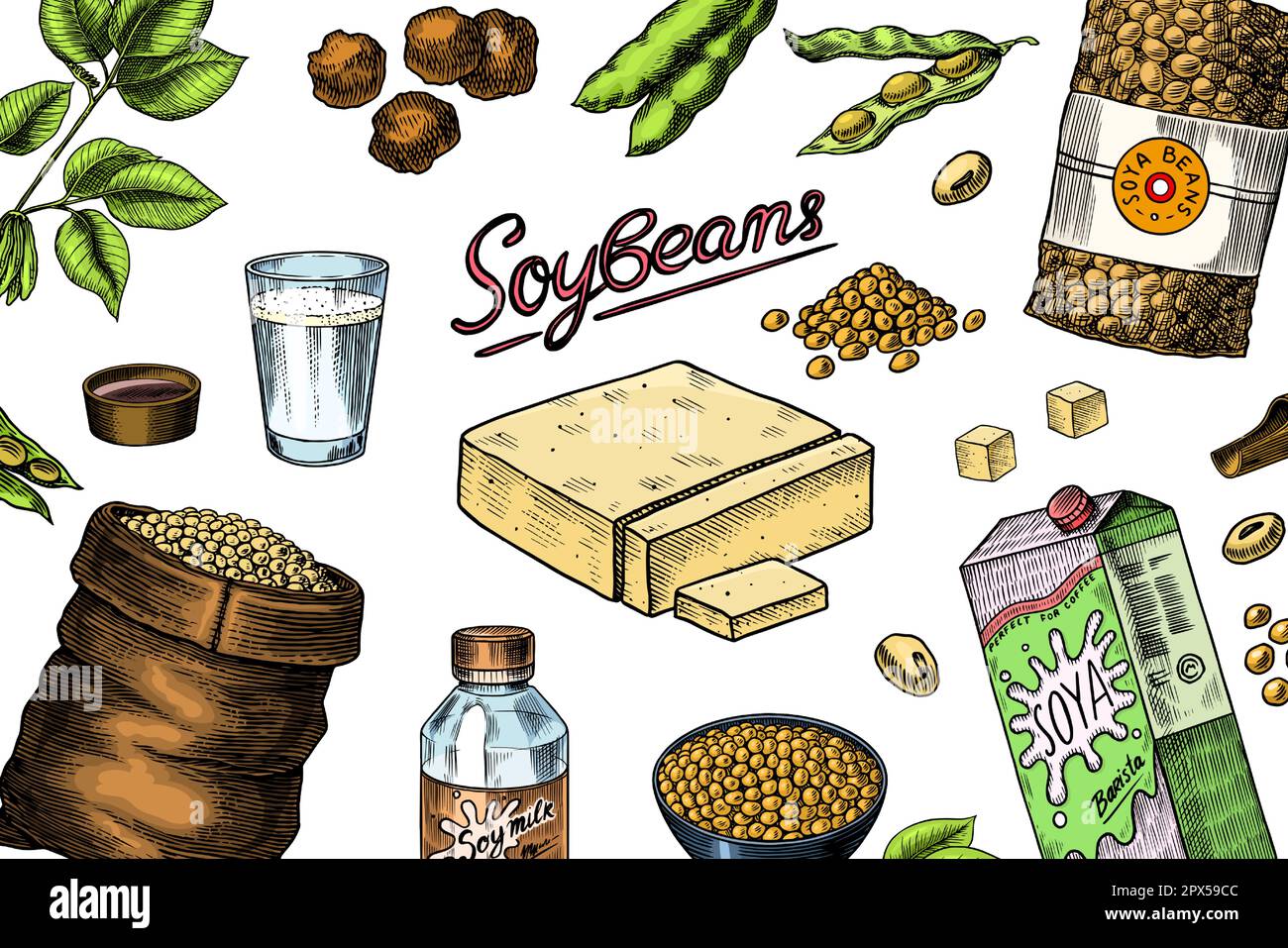 Soya beans. Milk and tofu. Soybean sketch. Pod on plant. Nuts and seeds ...