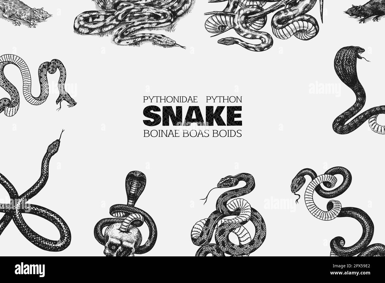Indian constrictor snake Stock Vector Images - Alamy