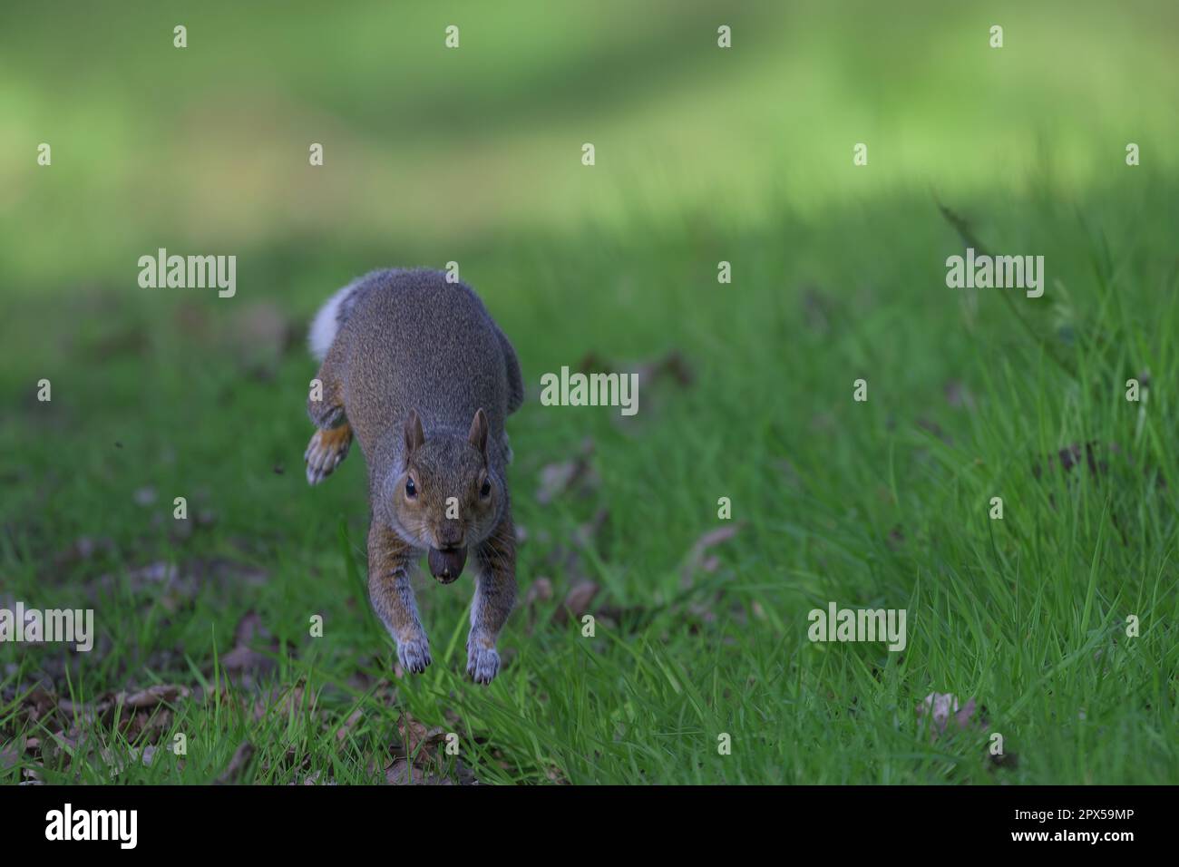 Grey Squirrel Sciurus carolinensis running and leaping off the ground ...