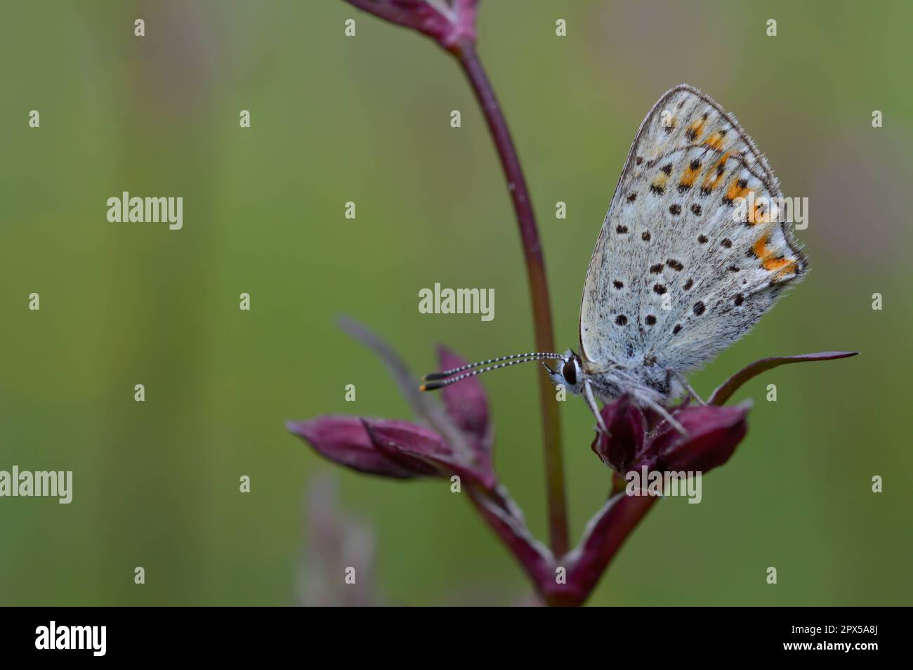 Small butterfly on a red campion flower in nature, macro clos eup, red ...