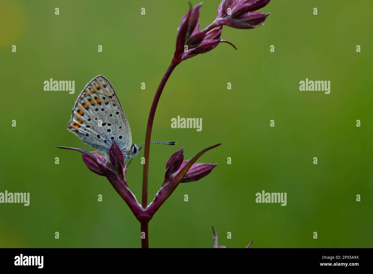 Small butterfly on a red campion flower in nature, macro clos eup, red ...
