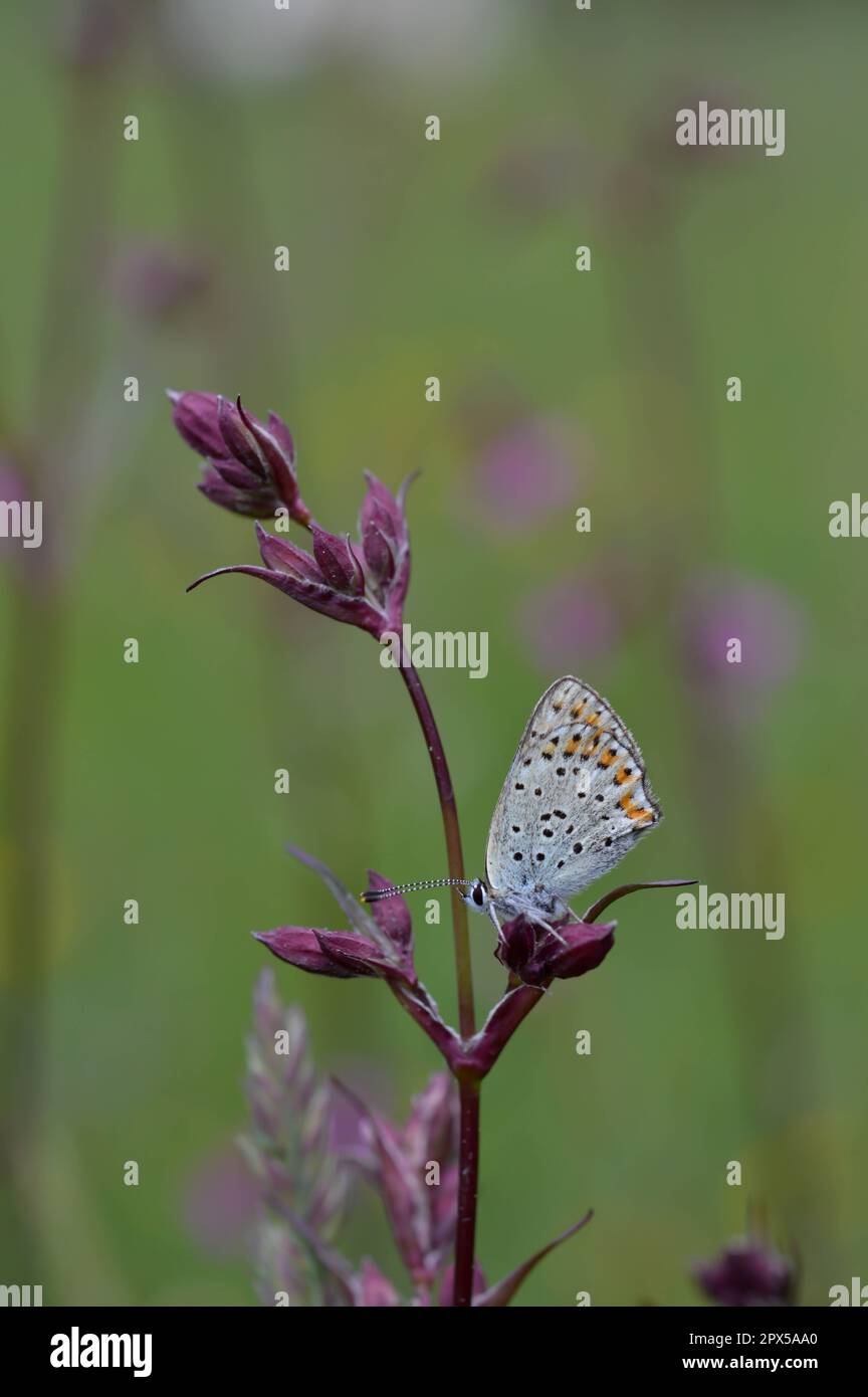 Small butterfly on a red campion flower in nature, macro clos eup, red ...