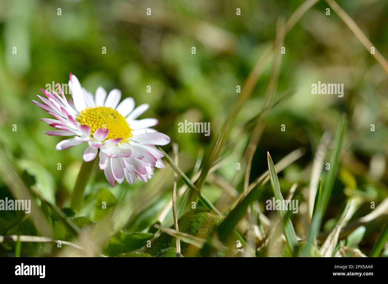 Common daisy flower in nature close up flower head, small pinkish white ...