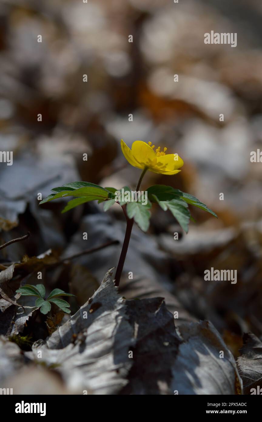 Yellow wildflower in the woods, close up flower head, small yellow ...