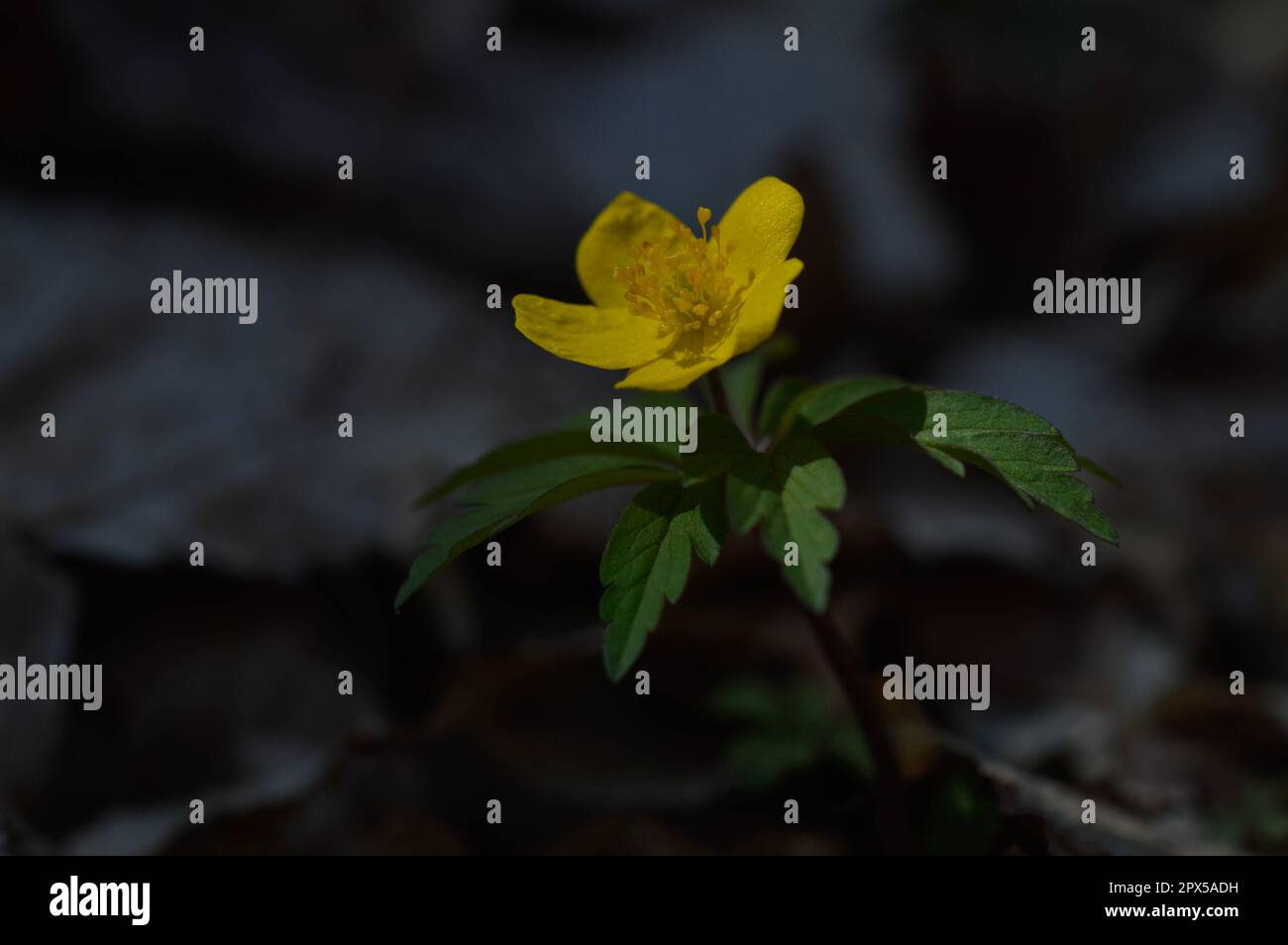 Yellow wildflower in the woods, close up flower head, small yellow ...