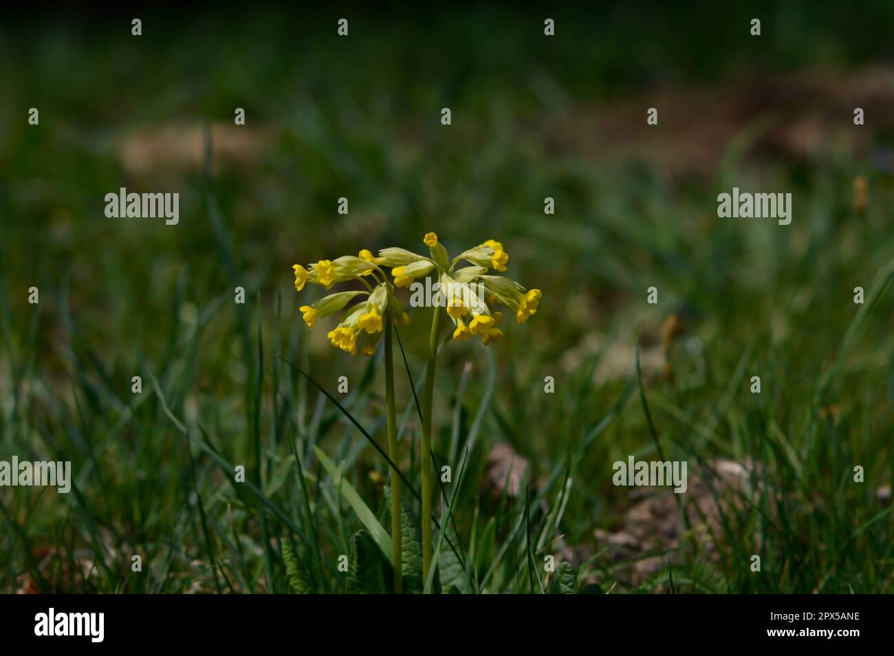 True cowslip hi-res stock photography and images - Alamy