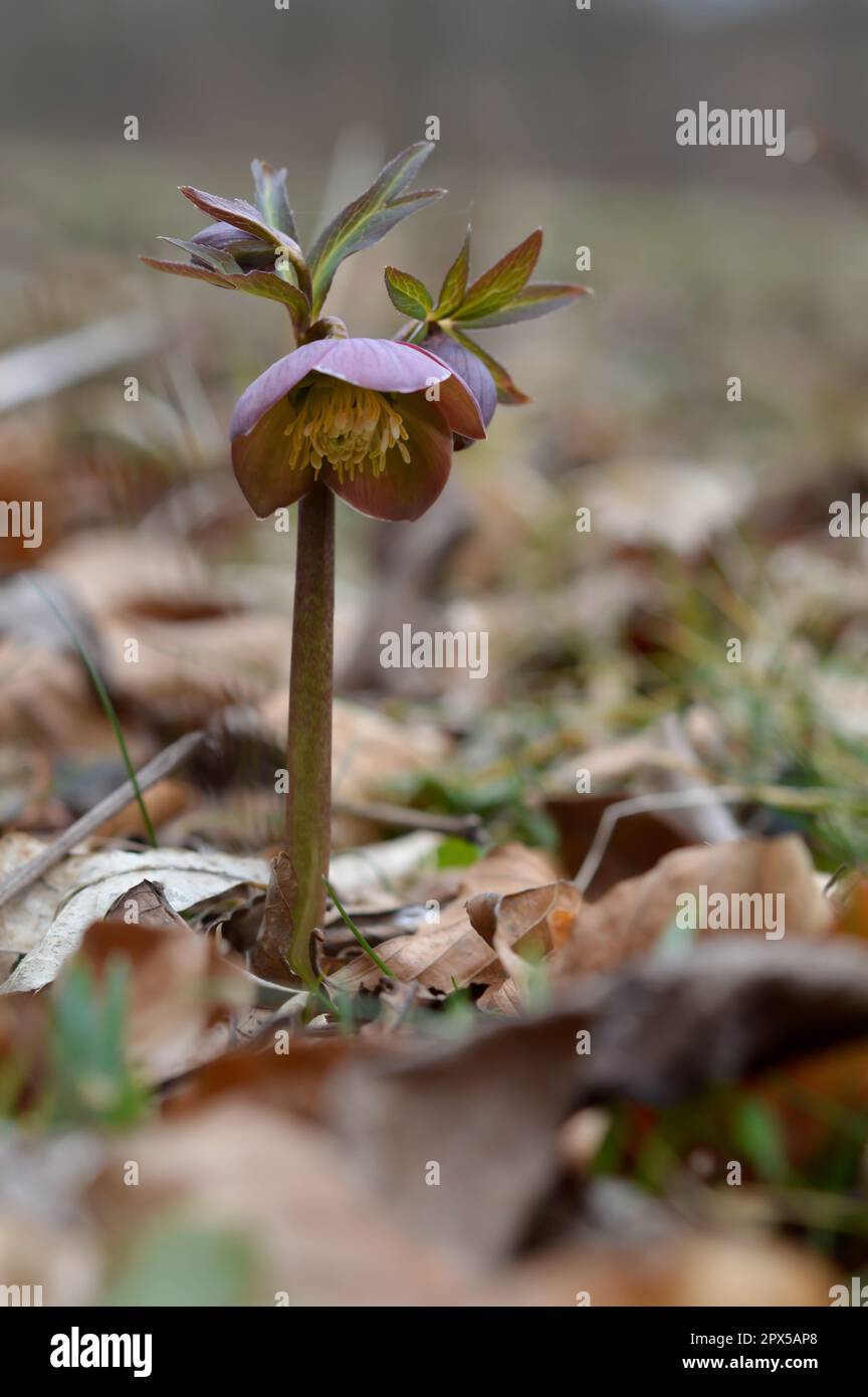 Early spring forest blooms hellebores, Helleborus purpurascens. Purple ...