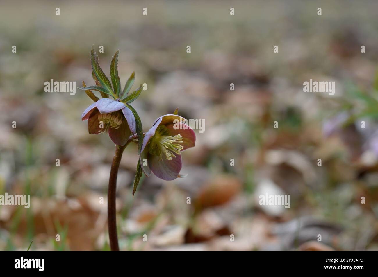 Early spring forest blooms hellebores, Helleborus purpurascens. Purple ...
