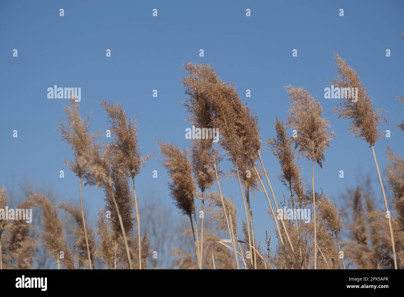 Common reed in the wind, early spring dry plants, blue sky background ...