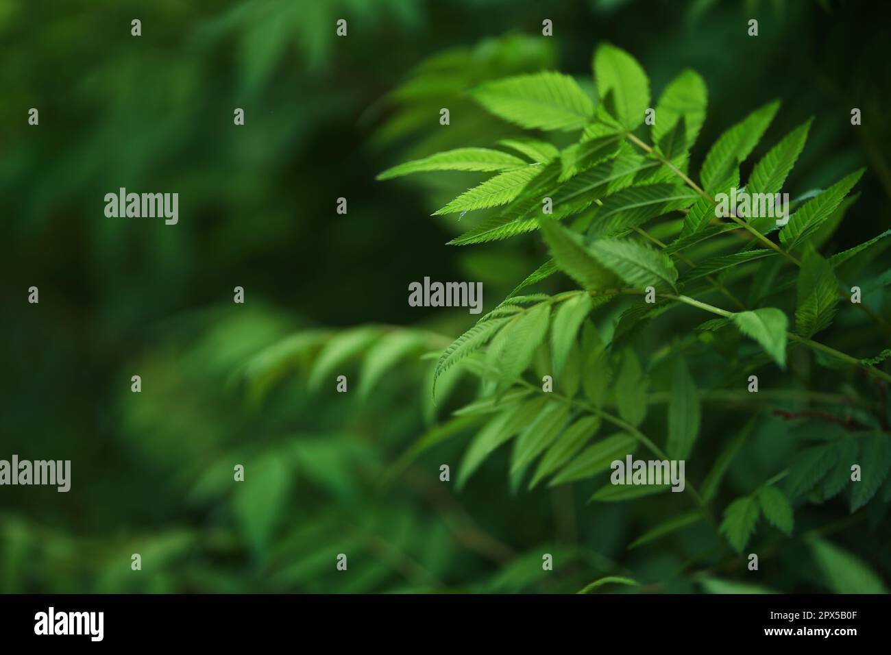 Sorbaria sorbifolia, the leaves of shrub. Green background, the plant ...