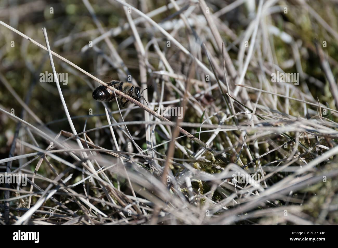 Bee on a plant close up, bee on the ground macro, bee resting on dry ...