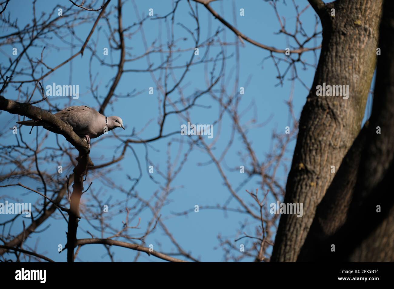 Eurasian collared dove on a tree in nature, wild dove in natural ...