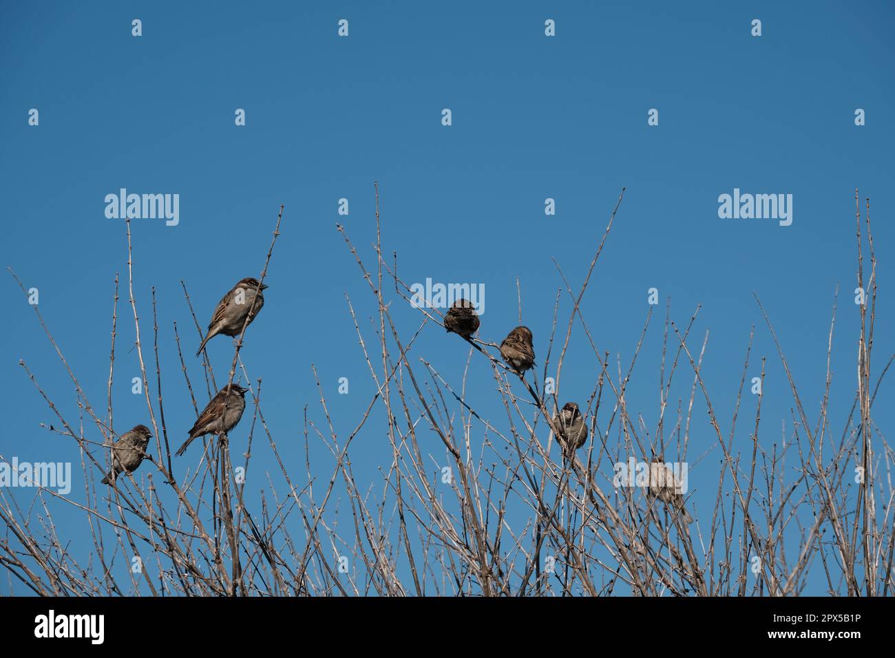 Multiple house sparrows in nature on bush. Sparrow birds in nature in a ...