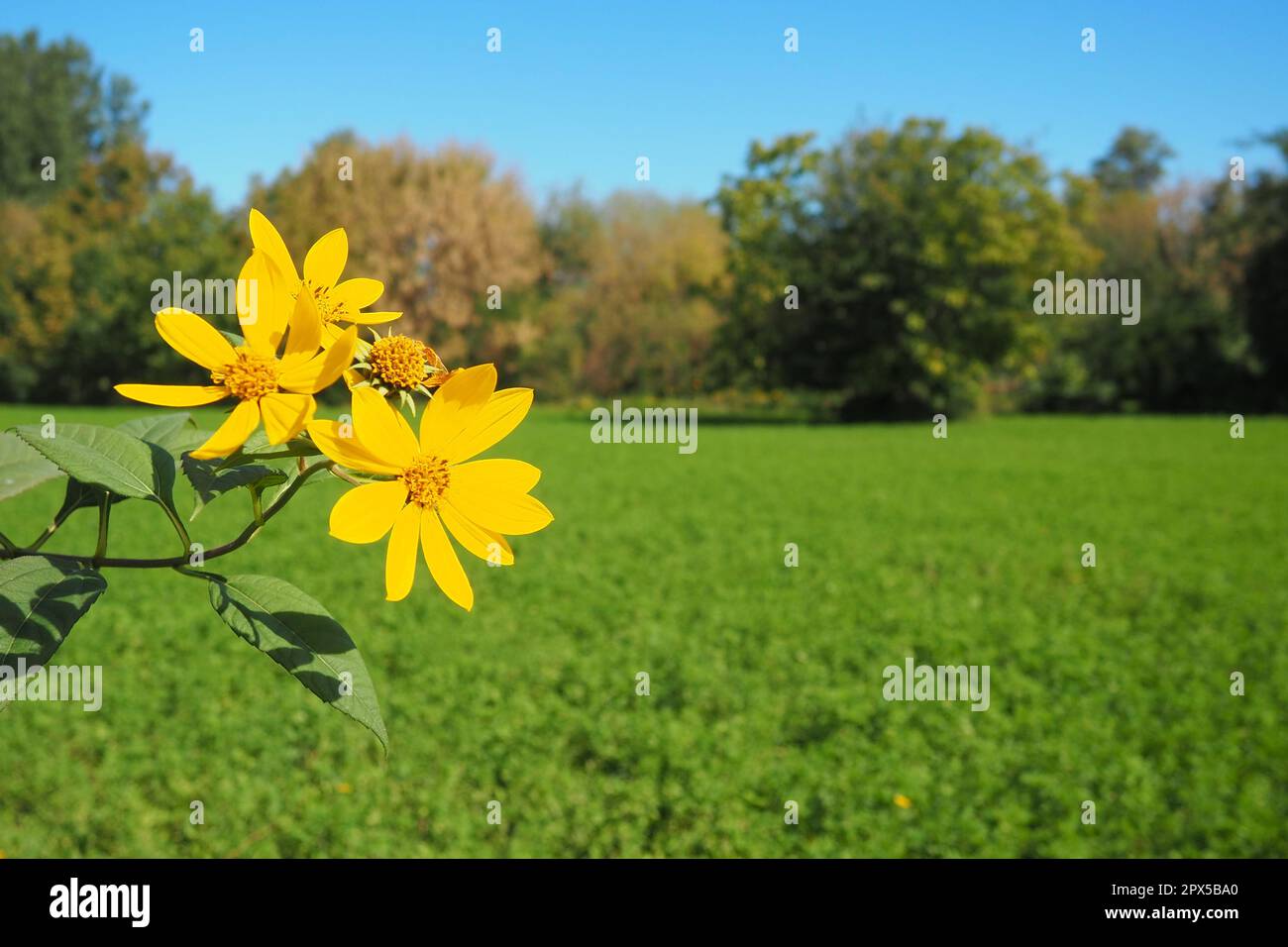 Jerusalem artichoke or tuberous sunflower, or ground pear Helianthus ...