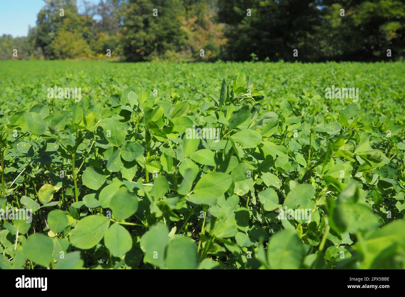 Field with green clover. Organized planting of clover. Clover Trifolium ...