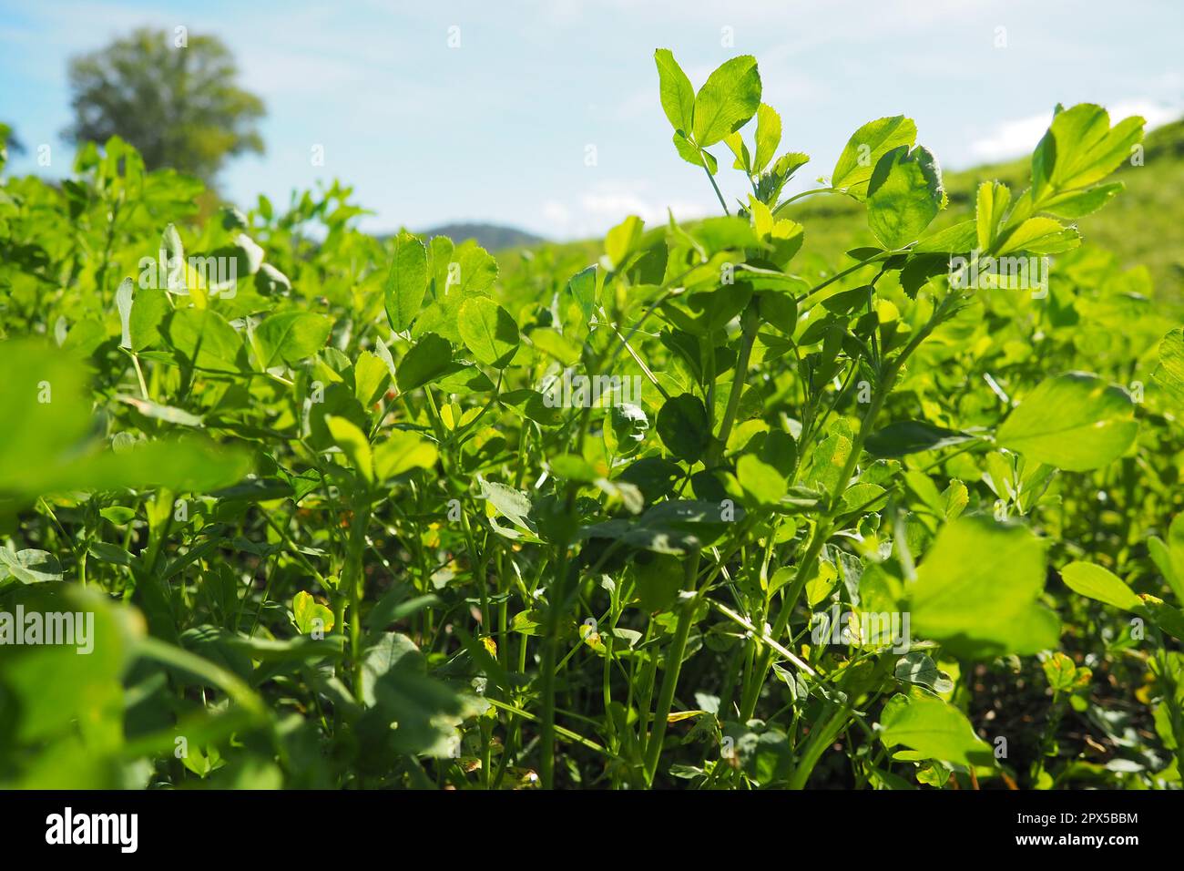 Field with green clover. Organized planting of clover. Clover Trifolium ...