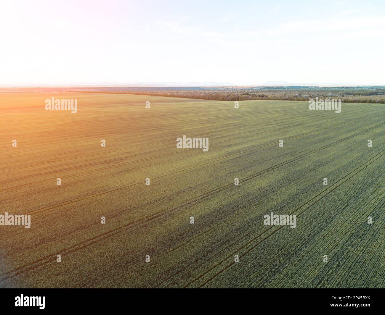 Aerial view on green wheat field in countryside. Field of wheat blowing ...