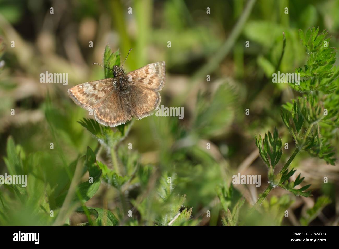 Close up of a dingy skipper moth in nature, tiny brown butterfly ...