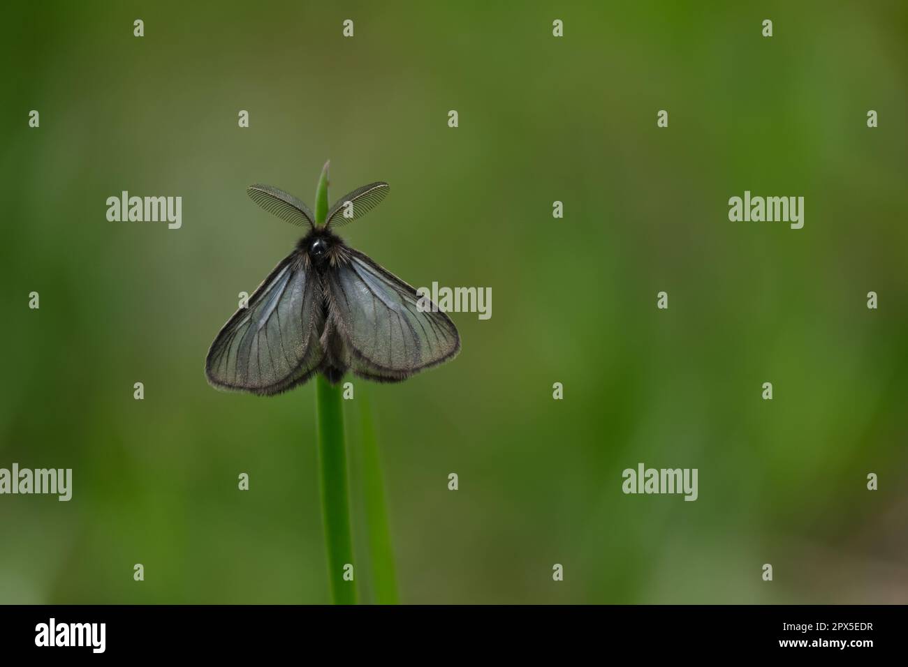 Tiny black moth with hairy wings, rare moth type in Europe Stock Photo ...