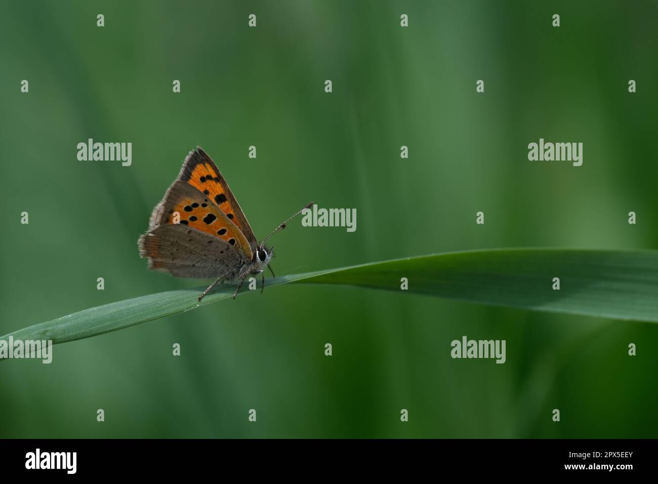 Macro close up of a common copper butterfly resting on a blade of grass ...