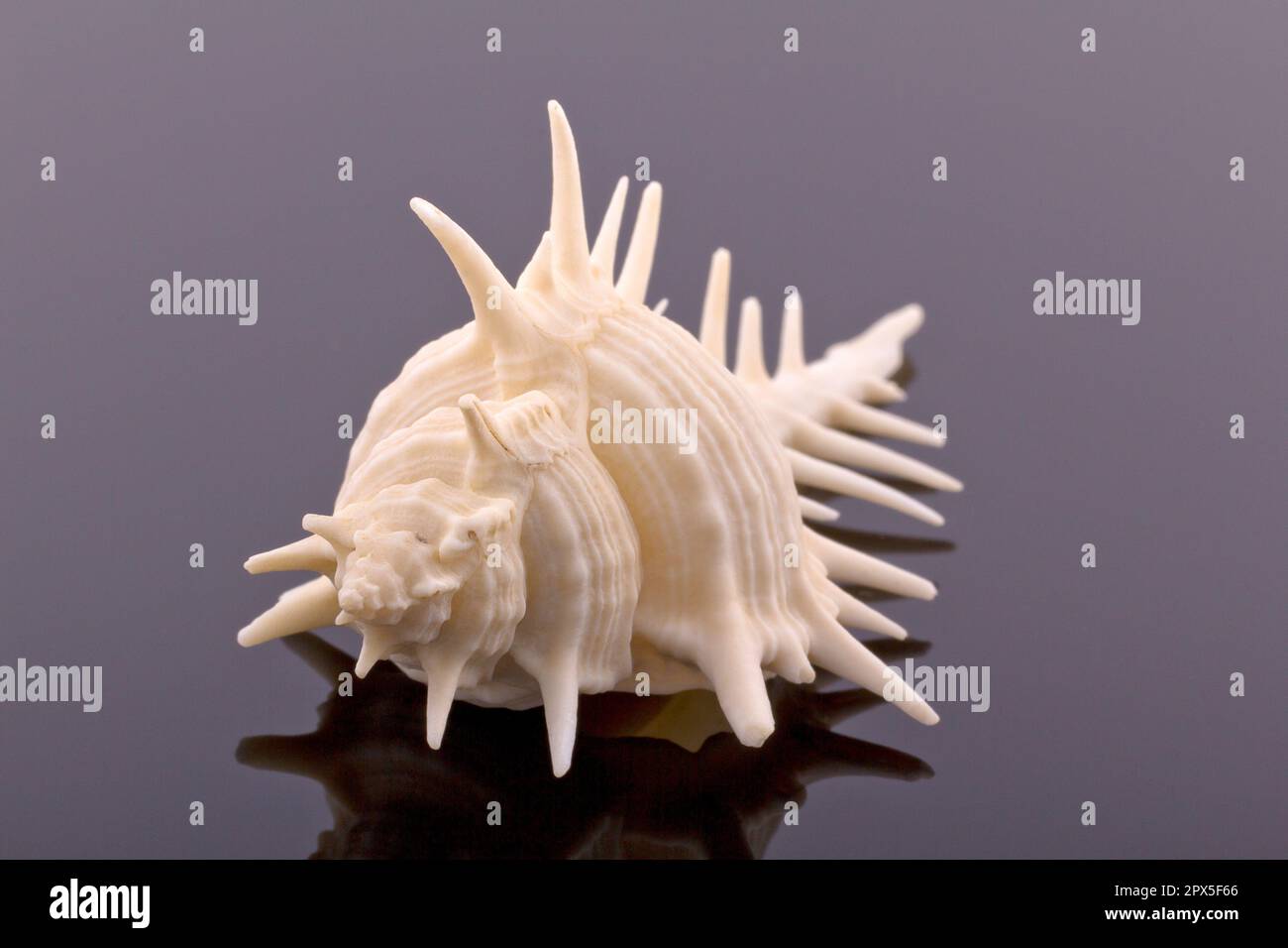 Big skeleton of sea shell on grey background, close up Stock Photo - Alamy
