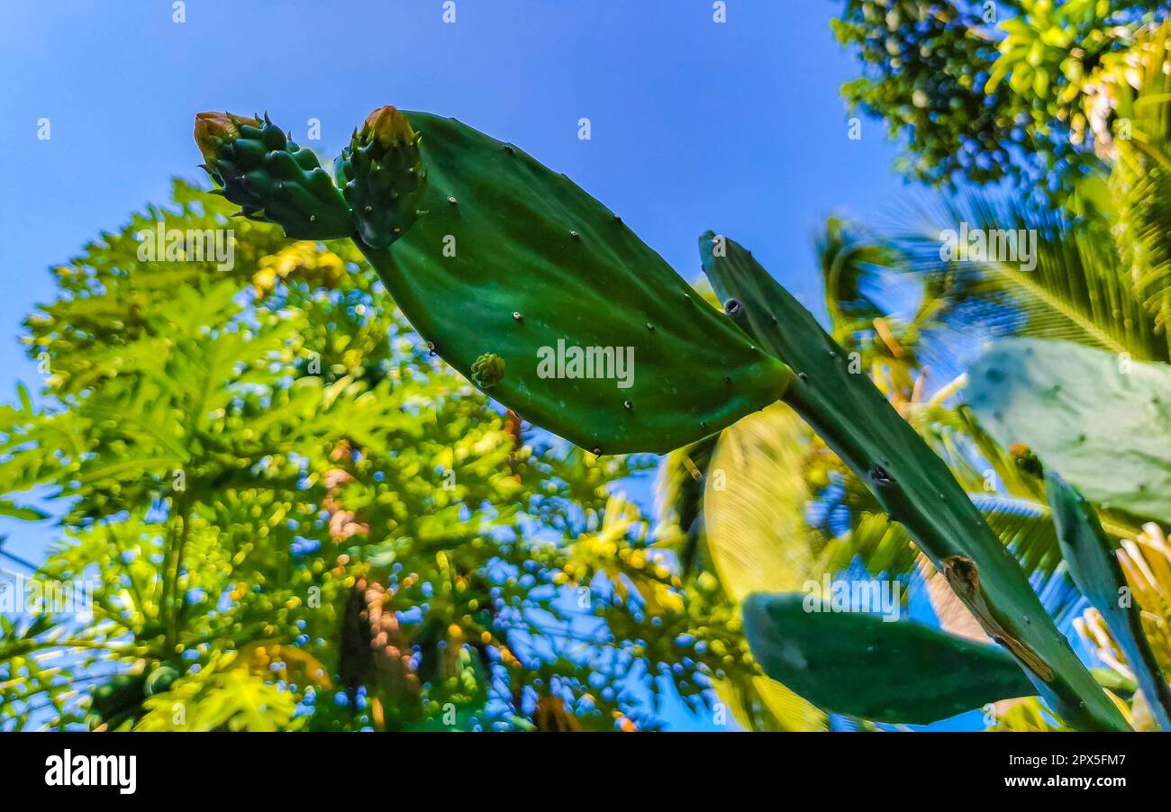 Tropical mexican cacti cactus jungle plants trees and natural forest ...